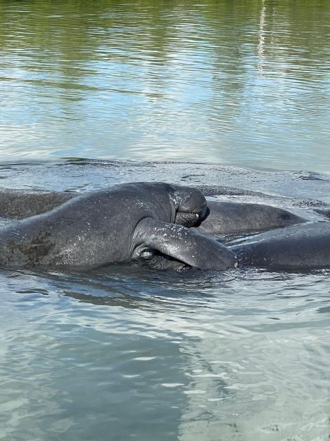 Fort Pierce: 8-hr Jungle and Lagoon passage to Ocean in FL - Why Choose This Tour?
