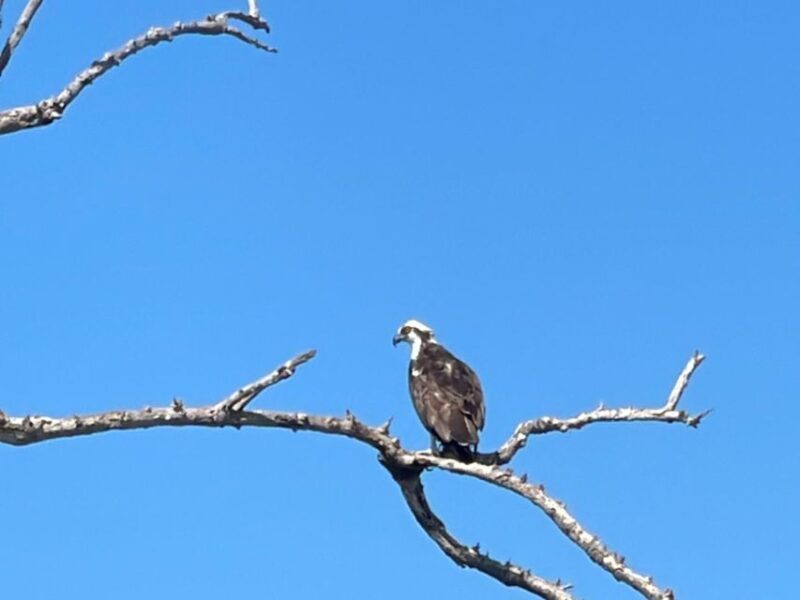 Fort Pierce: Prehistoric Preserve Kayak Tour - Authentic Experiences and Testimonials