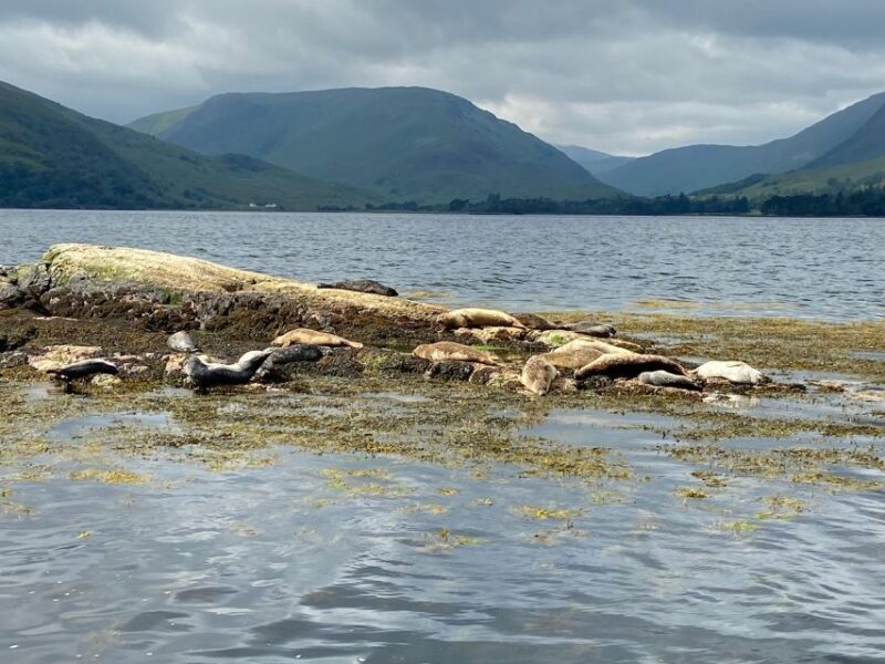 Fort William: Seal Spotting Loch Linnhe Cruise - Final Thoughts
