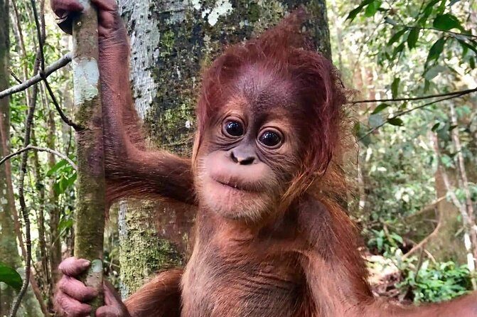 Four days orangutans adventure in Gunung Leuser - Exploring the Adventure: What the Journey Looks Like