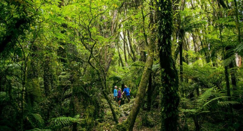 Fox Glacier: Half Day Walking & Nature Tour with Local Guide - Who Will Love This Tour