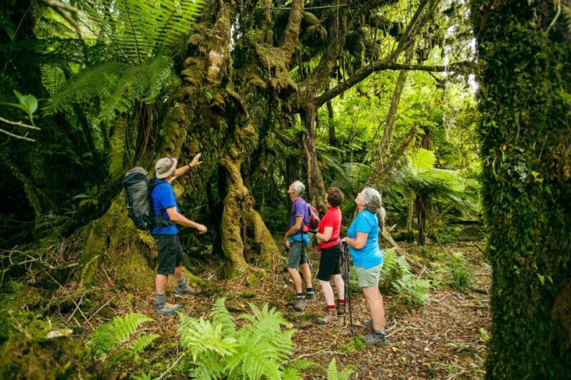 Fox Glacier: Half Day Walking & Nature Tour with Local Guide - FAQ