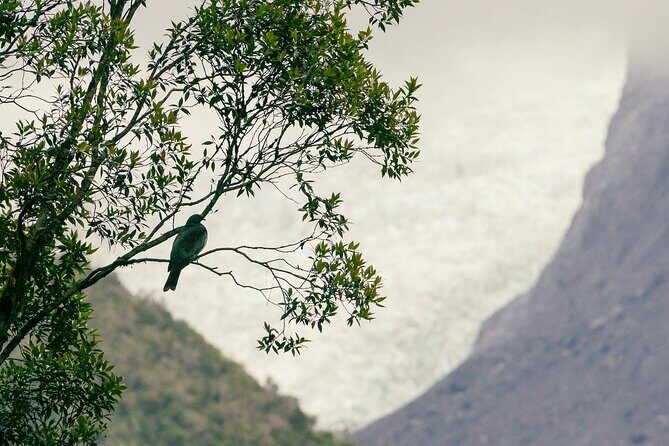Fox Glacier Nature Tour - FAQs