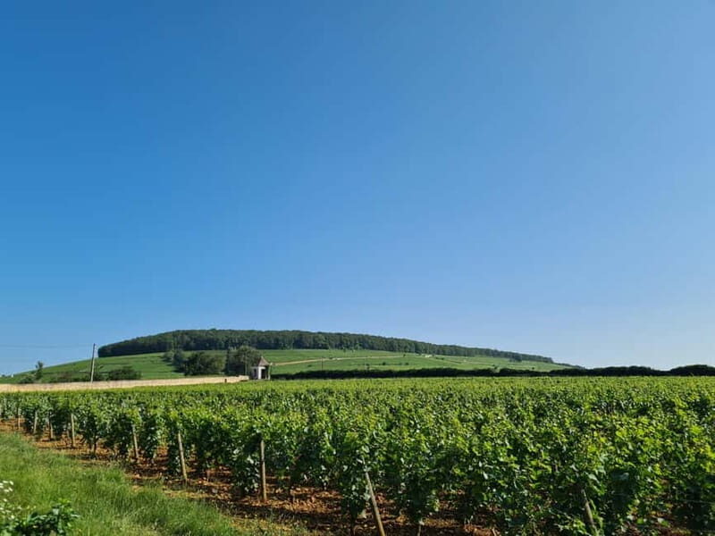 France: Private Wine Tasting Tour with Chauffeur from Paris - The Sum Up