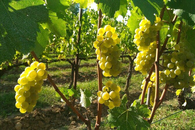Franciacorta Wine Tasting Tour with Brescia Visit from Milan - FAQ