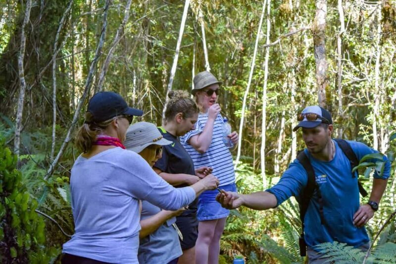 Franz Josef Glacier: 2.5-Hour Lake Mapourika Cruise and Walk - Key Points