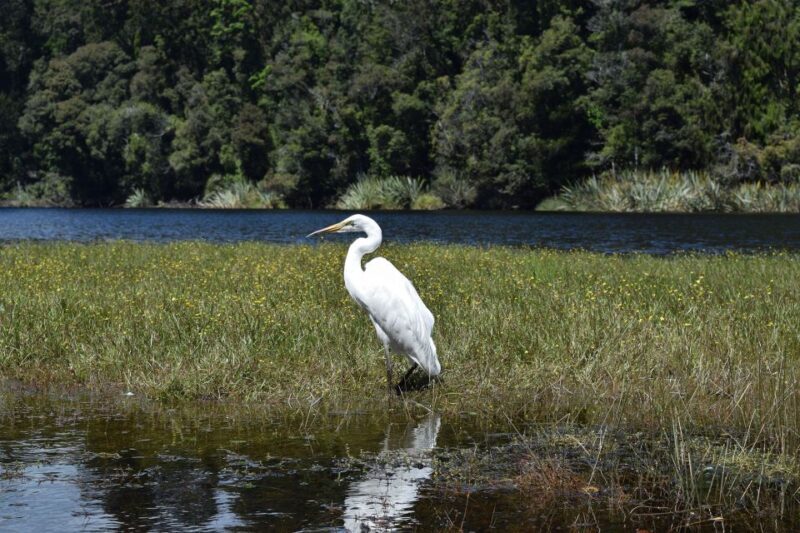 Franz Josef: Kayak & Walking Tour to Okarito Kiwi Sanctuary - Who Will Love This Tour?
