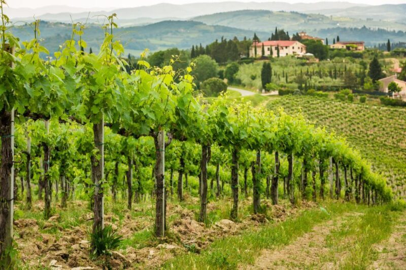Frascati Private Tour w/ Lunch & Wine Tasting in a Vineyard - Why This Tour Works Well for Travelers