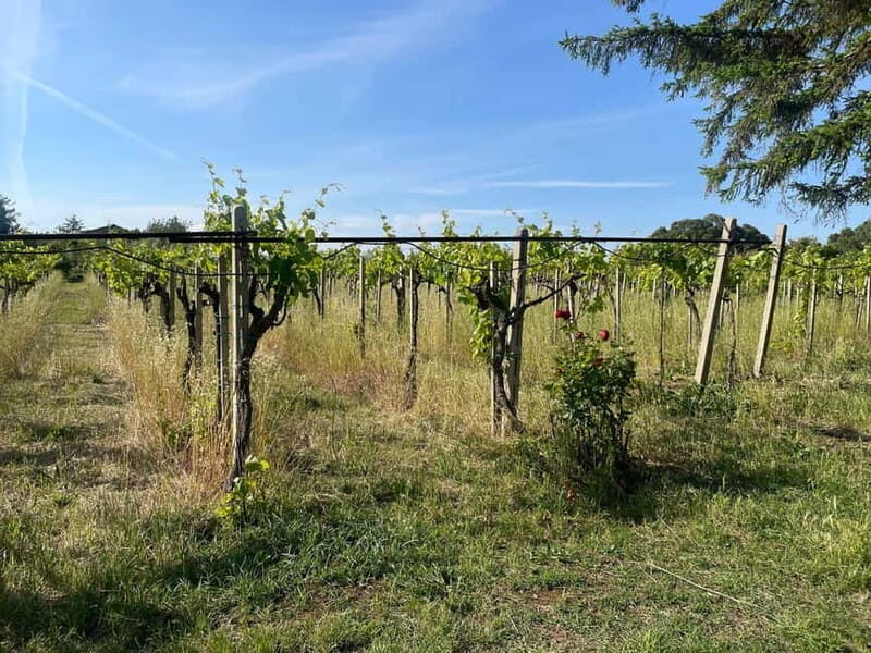 Frascati: Vineyard Wine Tasting Tour with Snacks - Exploring the Vineyard and Its Locale