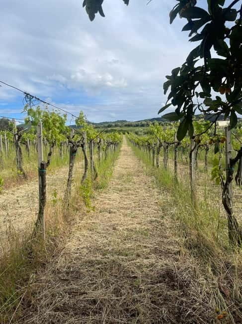 Frascati: Vineyard Wine Tasting Tour with Snacks - FAQ