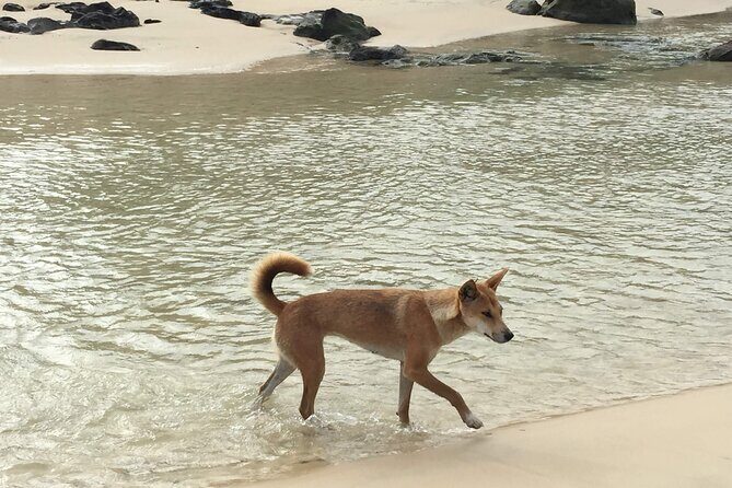 Fraser Experience Shared Full Day Guided Tour - Exploring the Highlights of Fraser Island