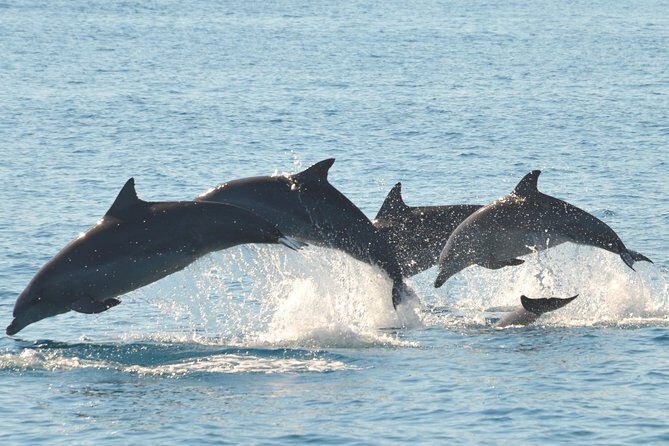 Fraser Island & Dolphin Sailing Adventure - The Experience in Detail