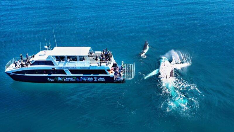 Fraser Island (K'gari): Remote Island and Whale Experience - FAQs