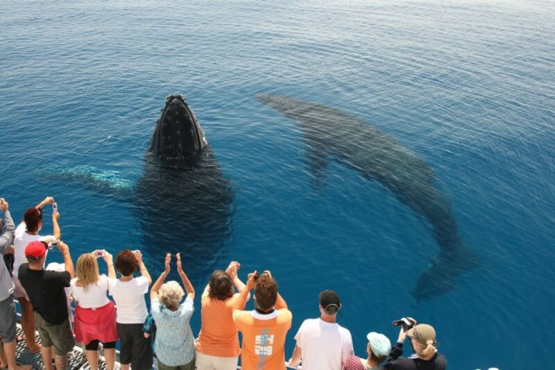 Fraser Island (K'gari): Remote Island and Whale Experience - Experience Provider and Similar Alternatives