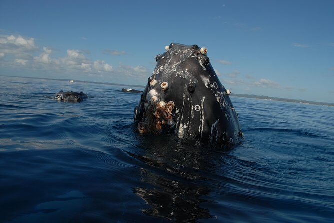Fraser Island Whale Watch Encounter - Who Will Love This Experience?
