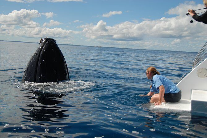 Fraser Island Whale Watch Encounter - FAQs: Practical Questions Answered