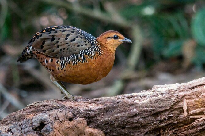 Frasers Hill 3 Days Birdwatching - Introduction