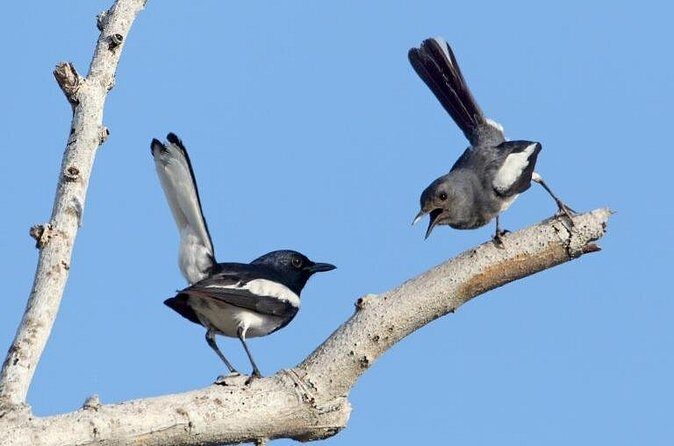 Frasers Hill 3 Days Birdwatching - Key Points