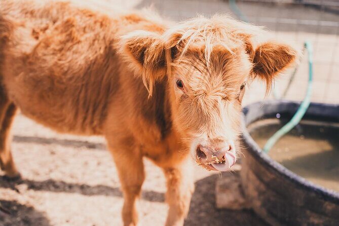 Fredericksburg Cow Cuddling - Who Should Book This?