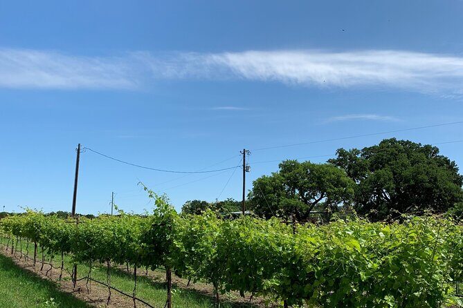 Fredericksburg Hill Country Aficionado Wine Tour from San Antonio - A Practical Look at the Tour Experience