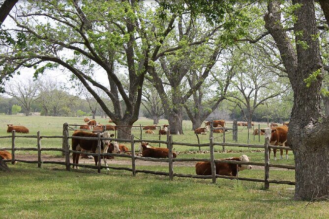 Fredericksburg Luxury Shopping and History and Culture Tour - Who Will Love This Tour?