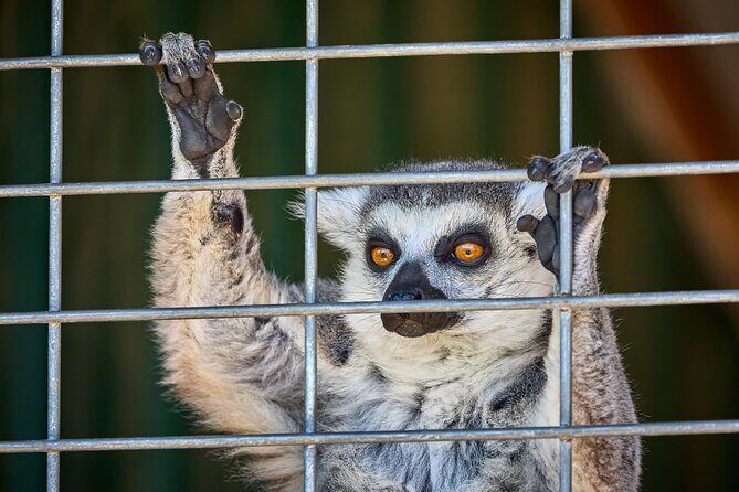Fredericksburg Safari Tour With Wine Tasting - An In-Depth Look at the Fredericksburg Safari Tour Experience