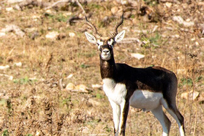 Fredericksburg Safari Tour With Wine Tasting - The Sum Up