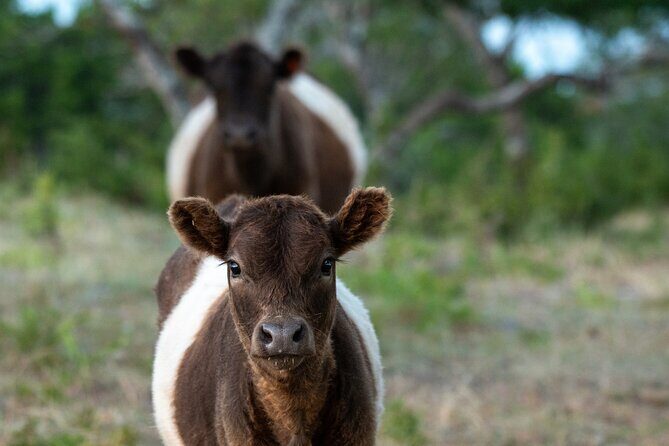 Fredericksburg Safari Tour With Wine Tasting - FAQ