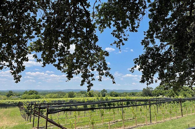 Fredericksburg Texas Area Wine Tastings: 3 Wineries and Lunch - Pricing & Value