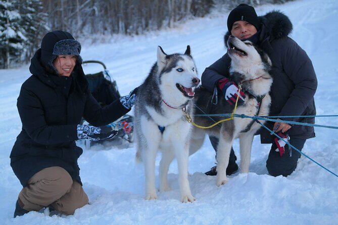 Free Pickup/Drop off: Alaskan Husky Dog Sledding with Free Photo - What to Expect from the Dog Sledding Tour