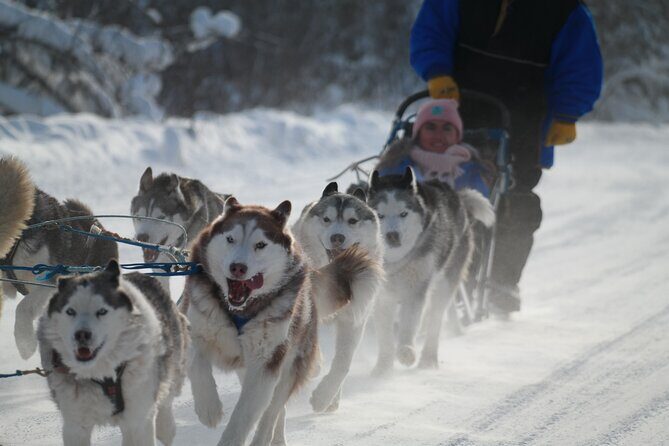 Free Pickup/Drop off: Alaskan Husky Dog Sledding with Free Photo - Who Will Love This Tour?