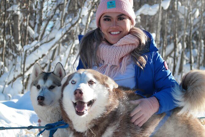 Free Pickup/Drop off: Alaskan Husky Dog Sledding with Free Photo - The Sum Up