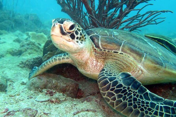 Freediver advanced (start at Koh Chang) - Exploring the Itinerary: What to Expect from Start to Finish