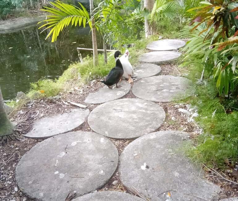 Freeport: Grand Bahama Culture, History & Local Flavors Tour - How the Experience Feels