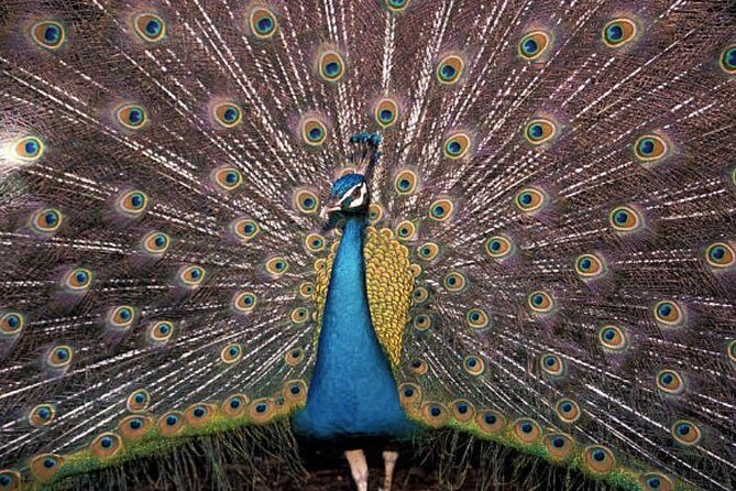 Freeport Shore Excursion: Garden of the Groves and City Tour - Authentic Experiences and Practical Insights