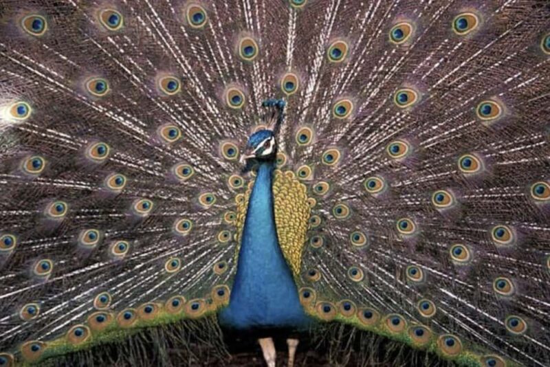 Freeport Shore Excursion: Garden of the Groves and City Tour - Key Points