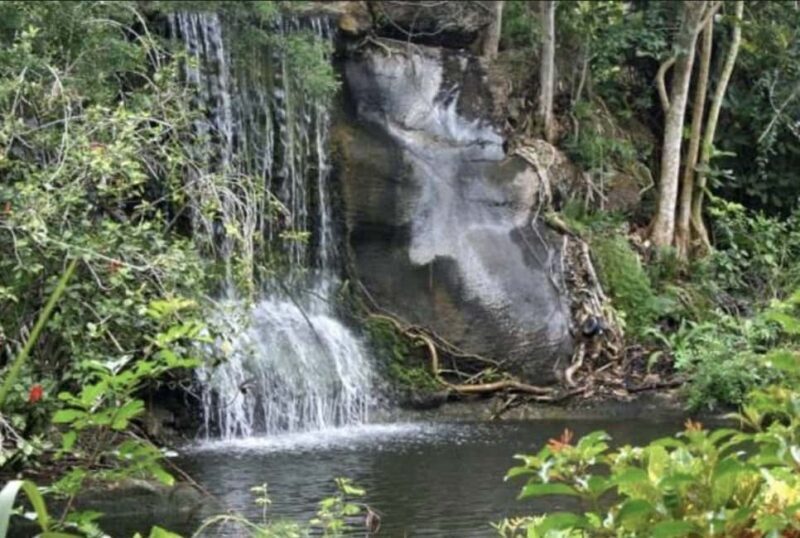 Freeport Shore Excursion: Garden of the Groves and City Tour - What to Expect: From Local Markets to Lush Gardens