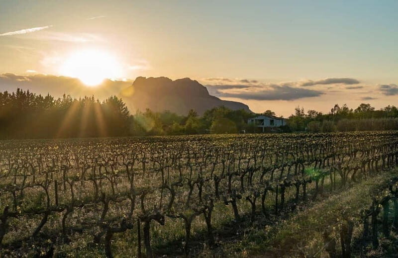 Fréjus: Cave tour and wine tasting - The Experience in Detail