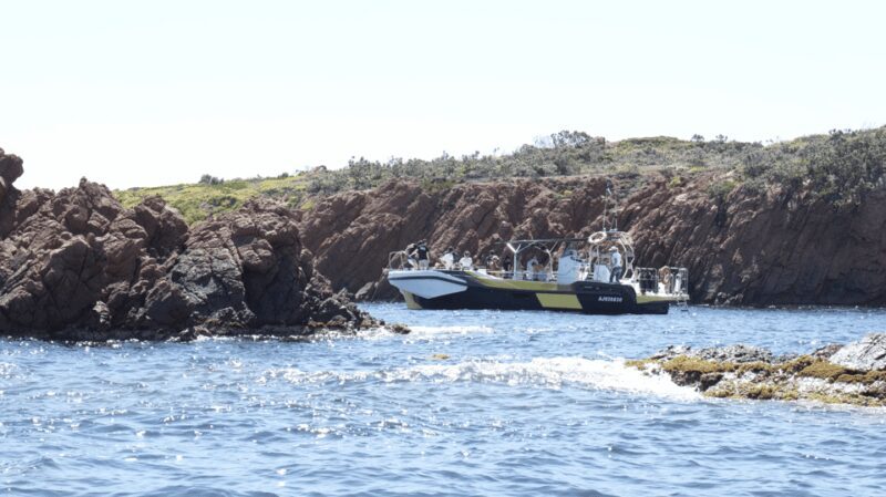 Fréjus: Sea and Creeks Boat Tour with Snorkeling and Drinks - The Guides and Reliability