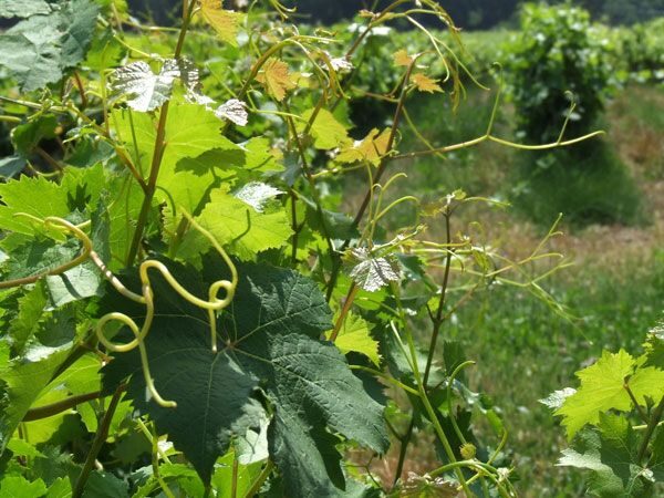 French Riviera: Provencal Wine Tour - Exploring the Provence Wine Tour in Detail