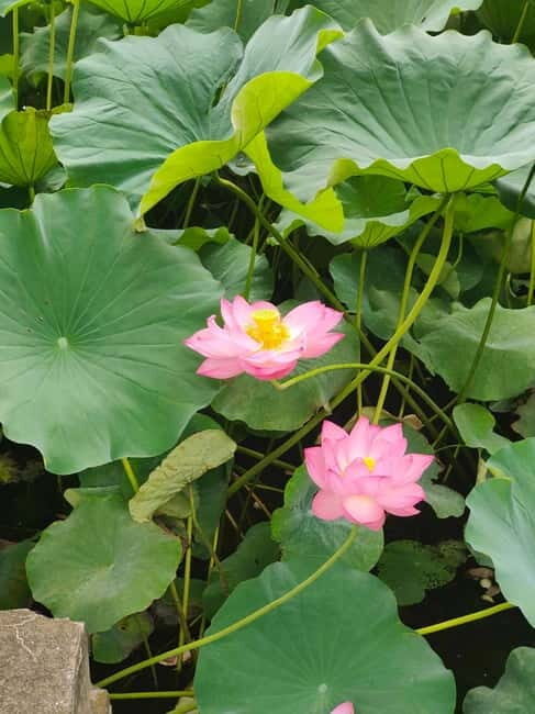 French-speaking tour of Tokyo between modernity and tradition - The Itinerary: A Closer Look at Each Stop