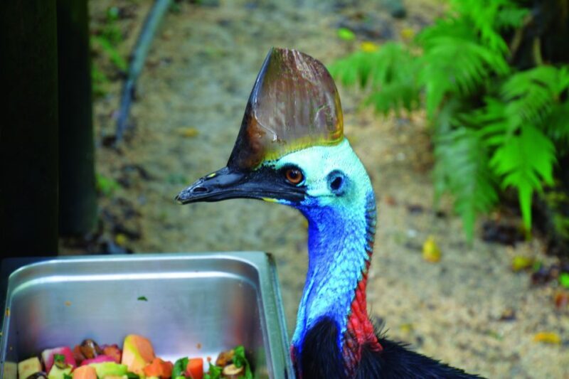 Friends in the Rainforest Package: Koala Gardens & Birdworld - Key Points