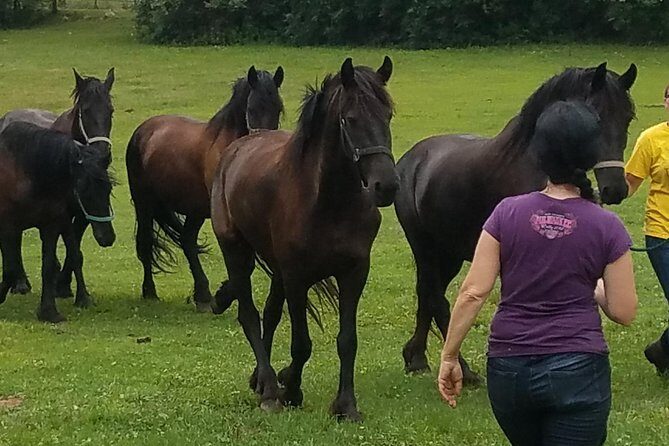Friesian Herd Tours, Workshops, Classes and Retreats in the Kettle Moraine area. - What Makes This Tour Special?