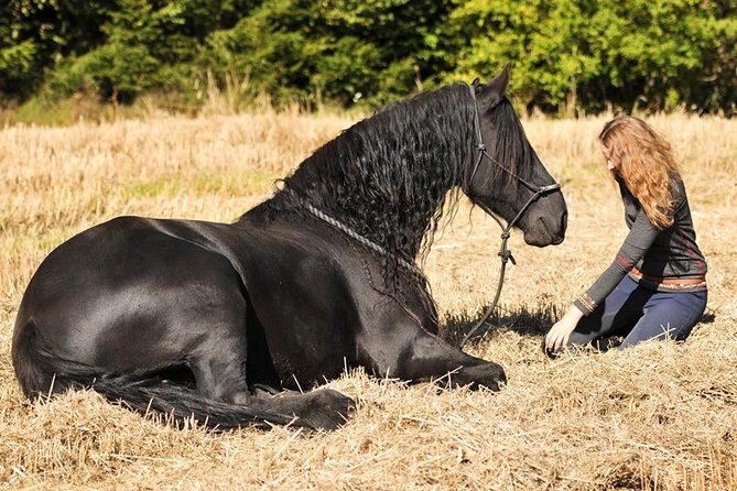 Friesian Herd Tours, Workshops, Classes and Retreats in the Kettle Moraine area. - Reviews and Feedback