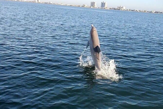 Frisky Mermaid Dolphin + Scenic Bay Sightseeing Tour - FAQ