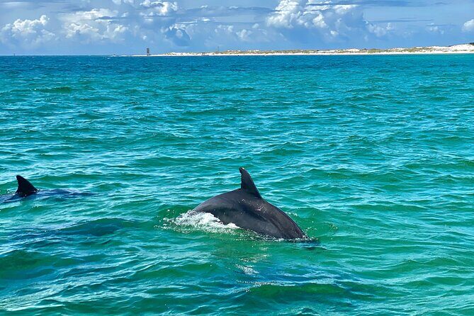 Frisky Mermaid Dolphin Tour + Secluded Beach + Equip - An In-Depth Look at the Frisky Mermaid Dolphin Tour