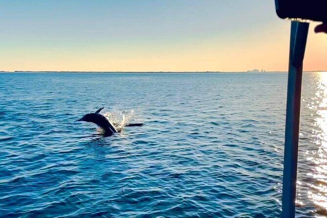 Frisky Mermaid Public Dolphin + Sightseeing Cruise Up to 49 Pax - What to Expect from the Itinerary and Experience
