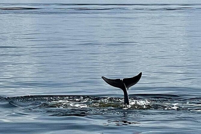 Frisky Mermaid Public Dolphin + Sightseeing Cruise Up to 49 Pax - Summing It Up: Who Should Consider This Tour?