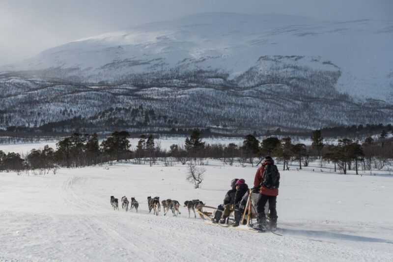 From Abisko: Dog Sledding Excursion to Kiruna with Fika - Detailed Review of the Tour Experience