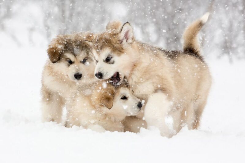 From Abisko: Dog Sledding Excursion to Kiruna with Fika - FAQs